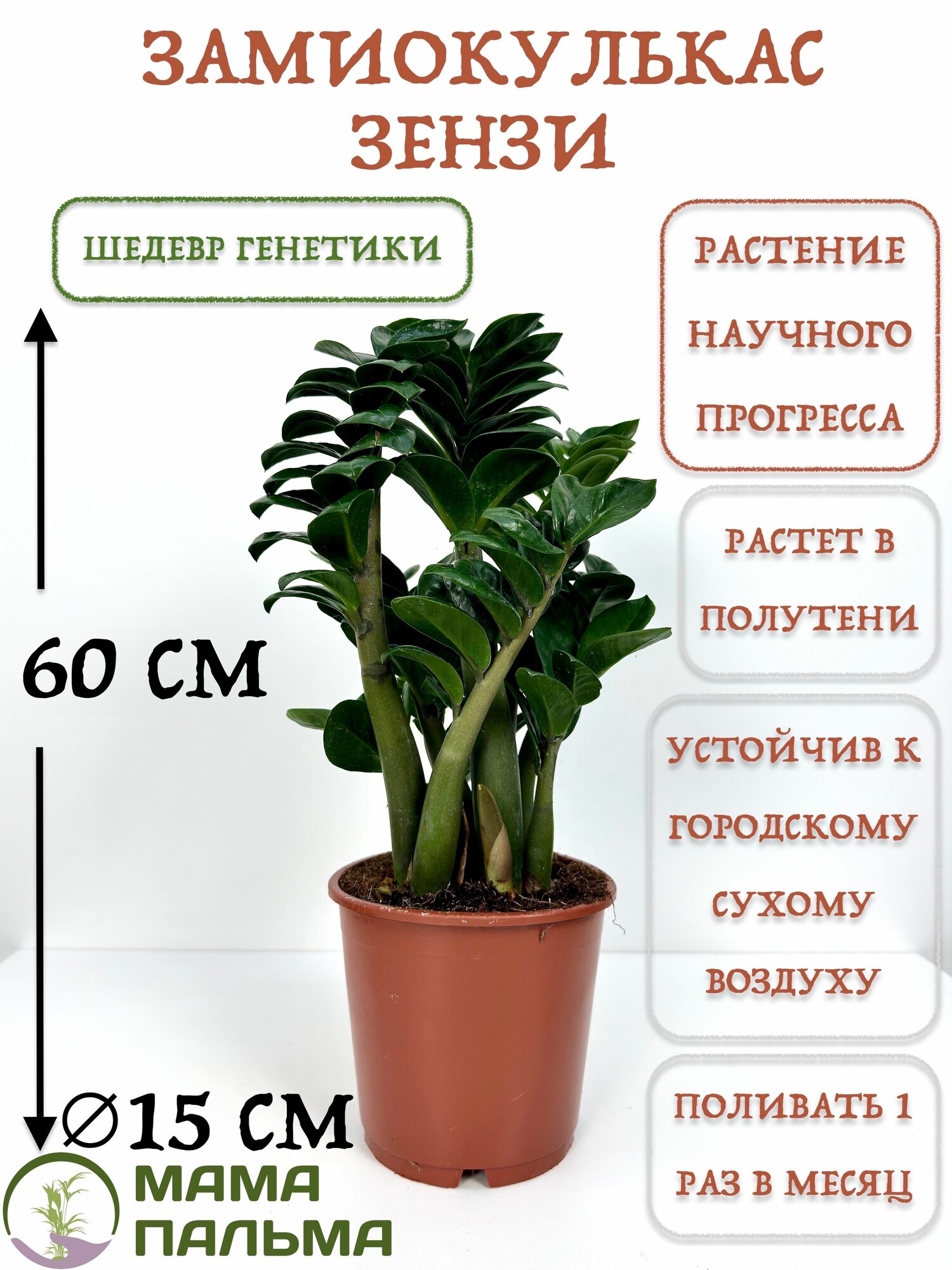 Живое растение Замиокулькас Зензи Zenzi в горшке D15 высота 60 см