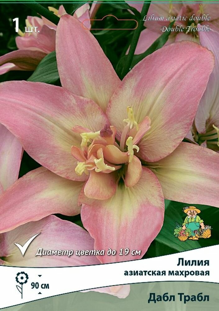 Луковицы поиск лилия дабл трабл 1 шт