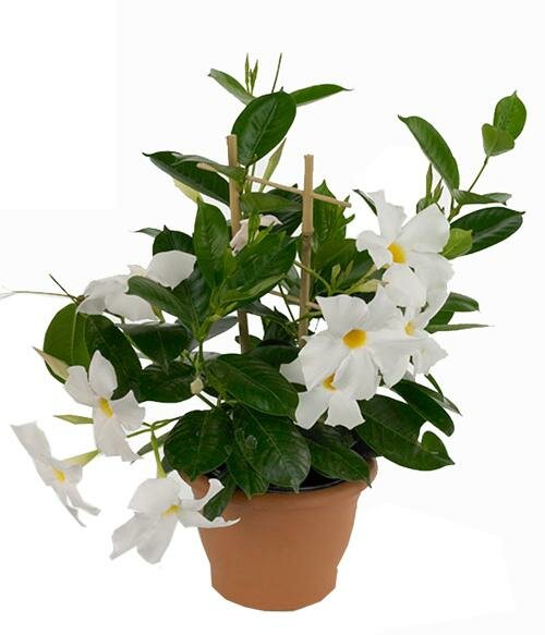 Мандевилла или Дипладения белая - Mandevilla D12 H25