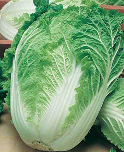 Семена капусты Весенняя Красавица (пекинская) 0,3 гр.