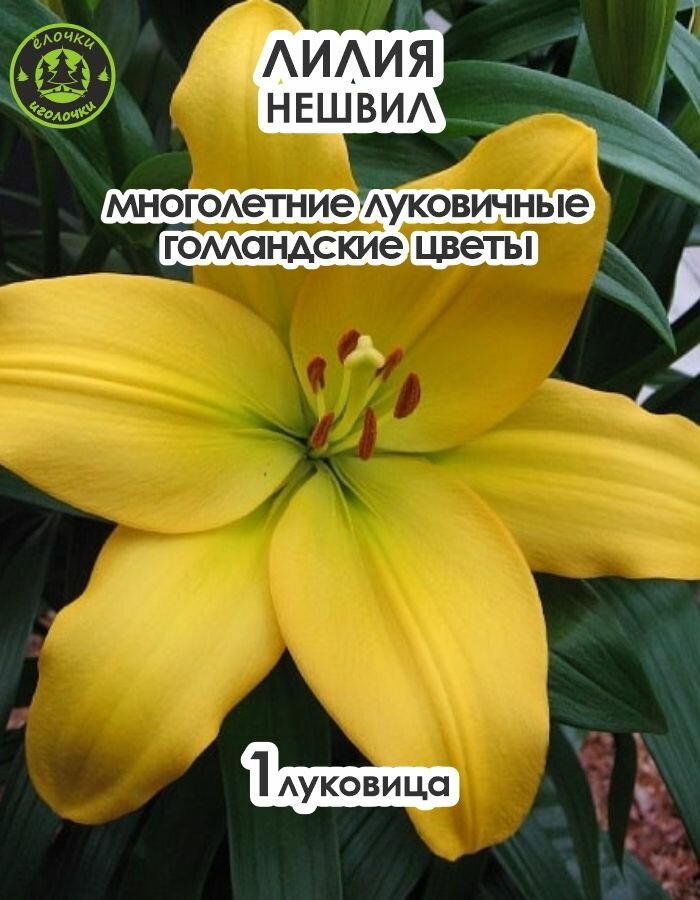 Лилия, Нэшвилл, 1 шт