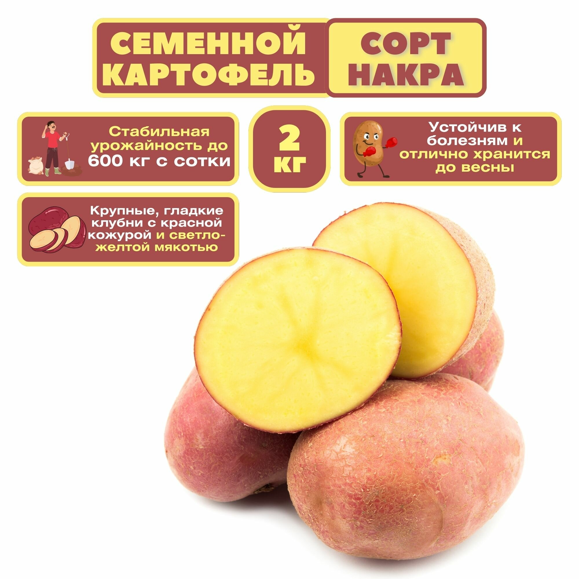 Картофель семенной "Накра", 2 кг, не боится большинства болезней, красивые, аккуратные клубни правильной формы, высокая урожайность, продолжительное хранение, отличный вкус