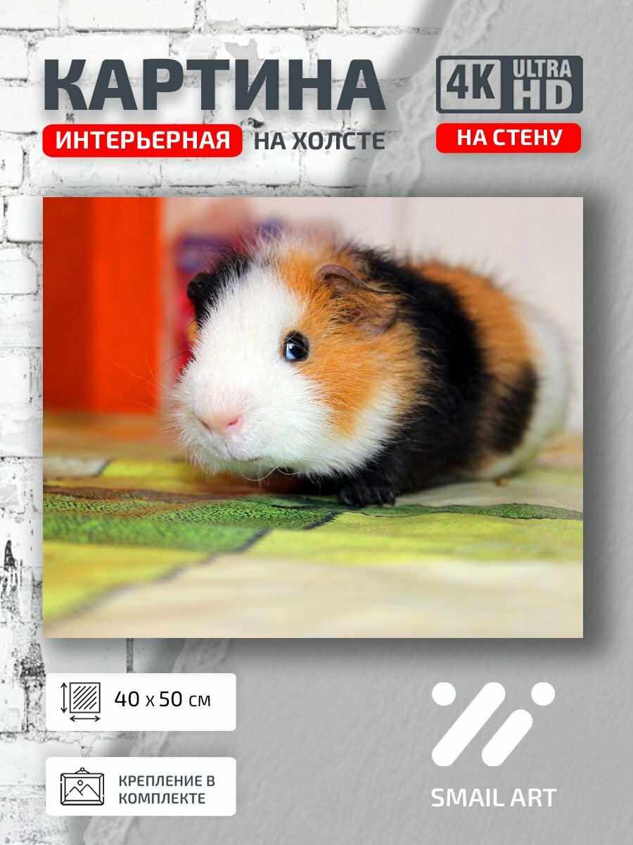 Картина на холсте интерьерная 40 на 50 на стену Свинка Mood для студии атмосфера интерьер