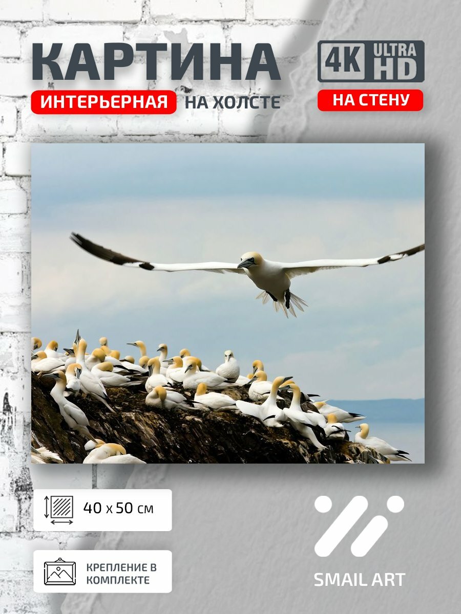 Картина на холсте интерьерная 40 на 50 на стену Птицы birds для офиса пейзаж интерьер декор