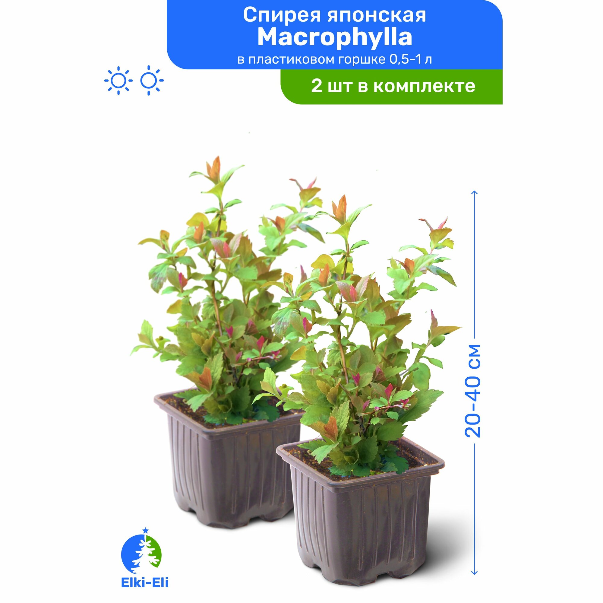 Спирея японская Macrophylla (Макрофилла) 20-40 см в пластиковом горшке 0,5-1 л, саженец, лиственное живое растение, комплект из 2 шт