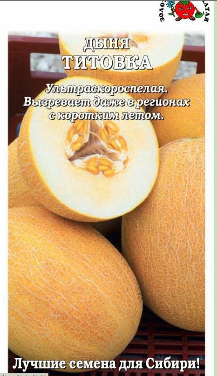 Семена дыни Золотая сотка Алтая "Титовка", ультраскороспелый, лежкий сорт, 0,5 г