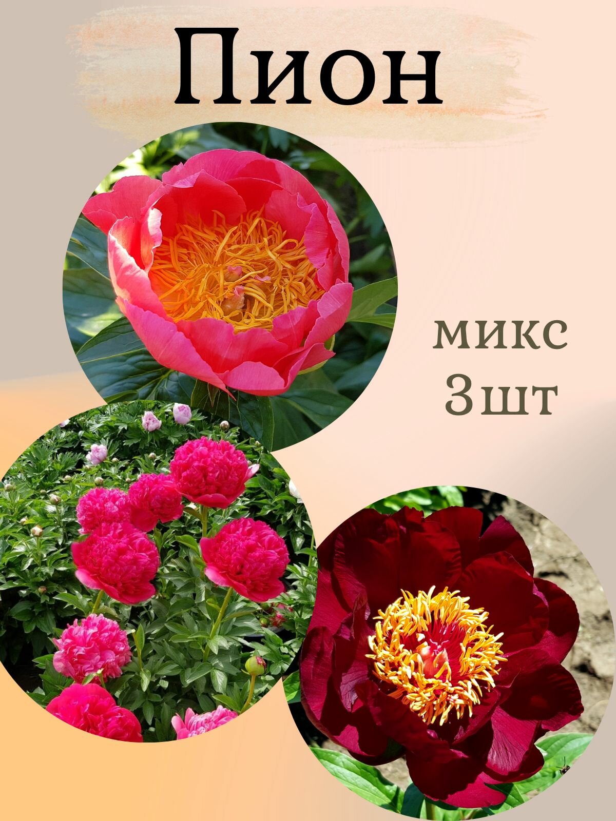 Пионы, многолетние цветы Микс из 3 штук