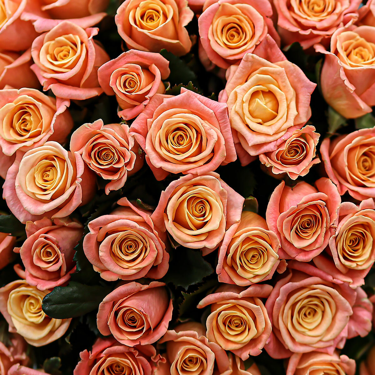 Монобукет Букет Маркет, 101 роза, персиковый цвет, высота 60 см