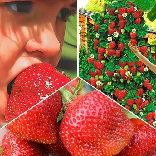 Комплект саженцев земляники Гармония над хаосом 3 шт