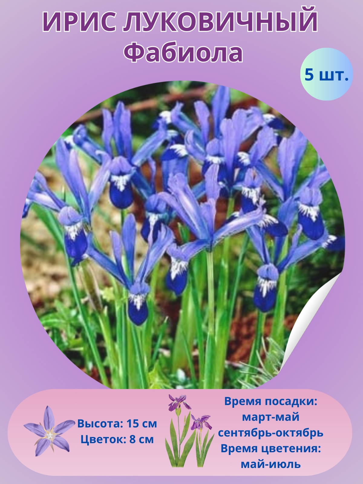 Ирис луковичный Фабиола, многолетние цветы, луковицы 5 шт
