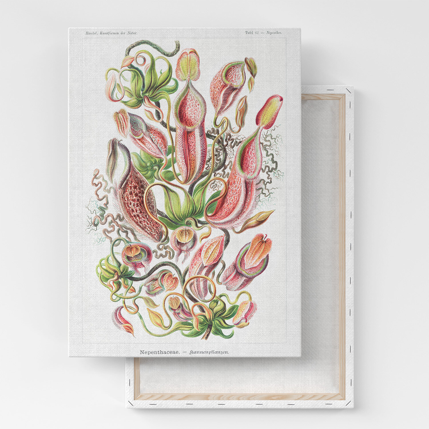 Картина на холсте, репродукция / Эрнст Геккель - Nepenthaceae. Kannenpflanzen / Размер 60 x 80 см