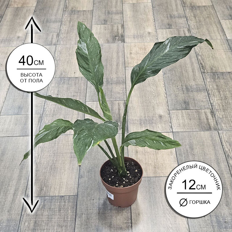 Спатифиллум Даймонд 12*40, живое комнатное растение в горшке, Закоренелый Цветочник