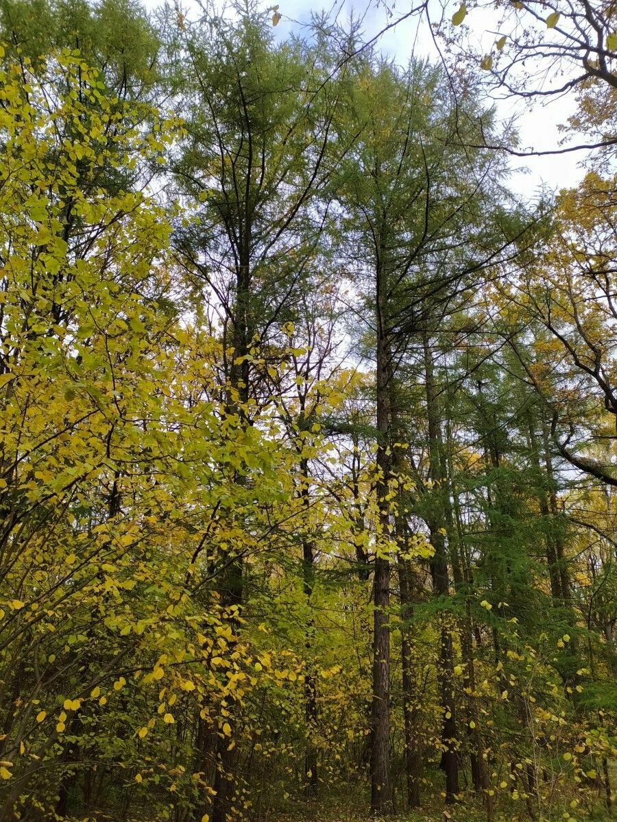 Лиственница японская кемпфера семена 20 штук