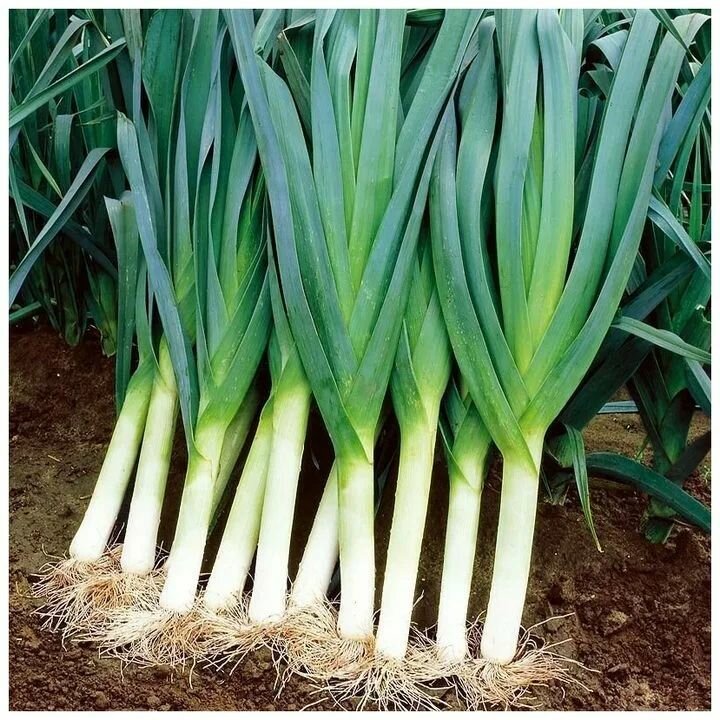 Коллекционные семена лука порей Коламбус