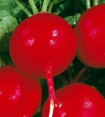 Коллекционные семена редиса Вюрцбургский 59