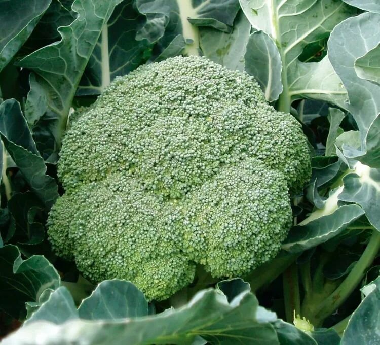 Коллекционные семена капусты брокколи Линда/