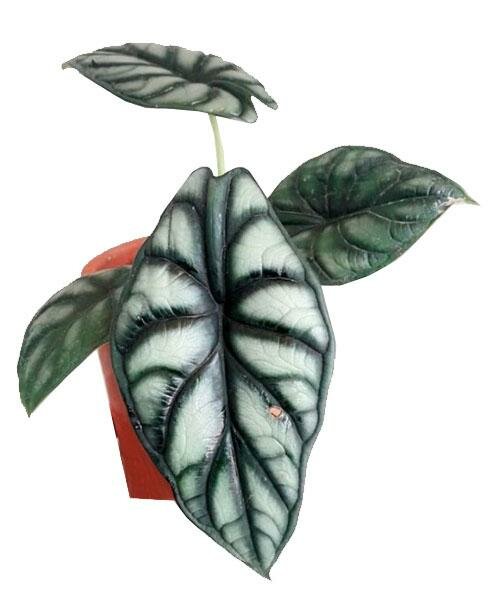Алоказия Серебрянный Дракон - Alocasia Silver Dragon D12 H25