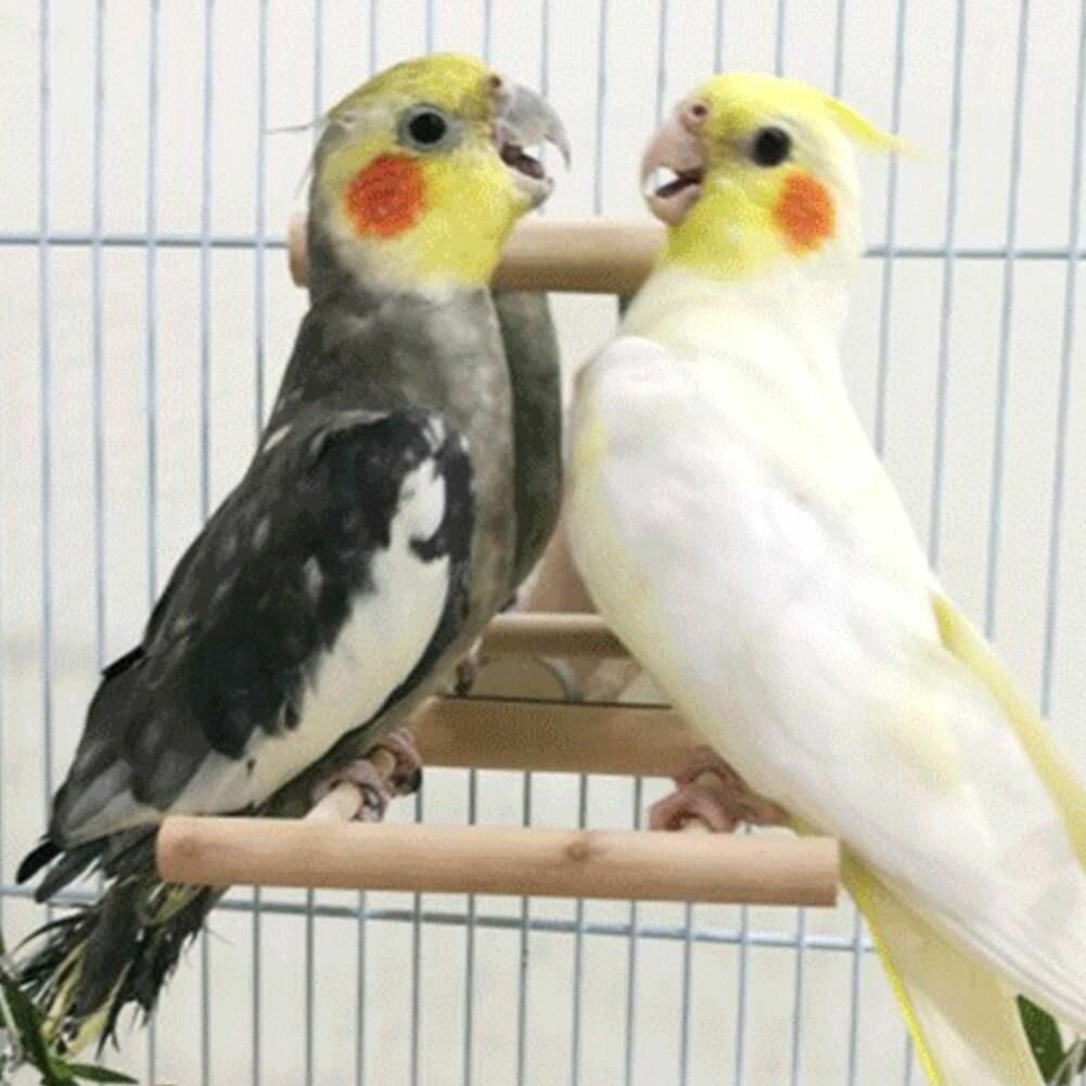 Зеркало в виде птицы, деревянная интерактивная игровая игрушка для маленьких попугаев, аксессуары для птичьих клеток