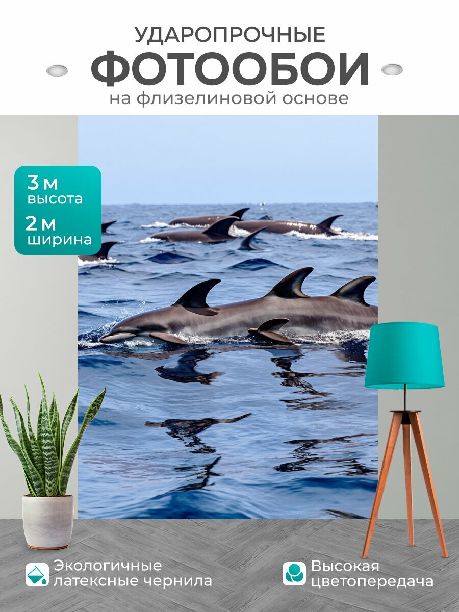 Фотообои моющиеся ударопрочные "Охота на дельфинов в морских водах, команды охотников на катере наблюдают за их поведением, изучая возможности подводной охоты" 200x300 см. флизелиновые на стену