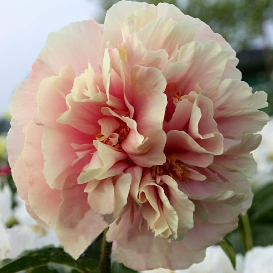 Пион Трифена Паркин 1шт