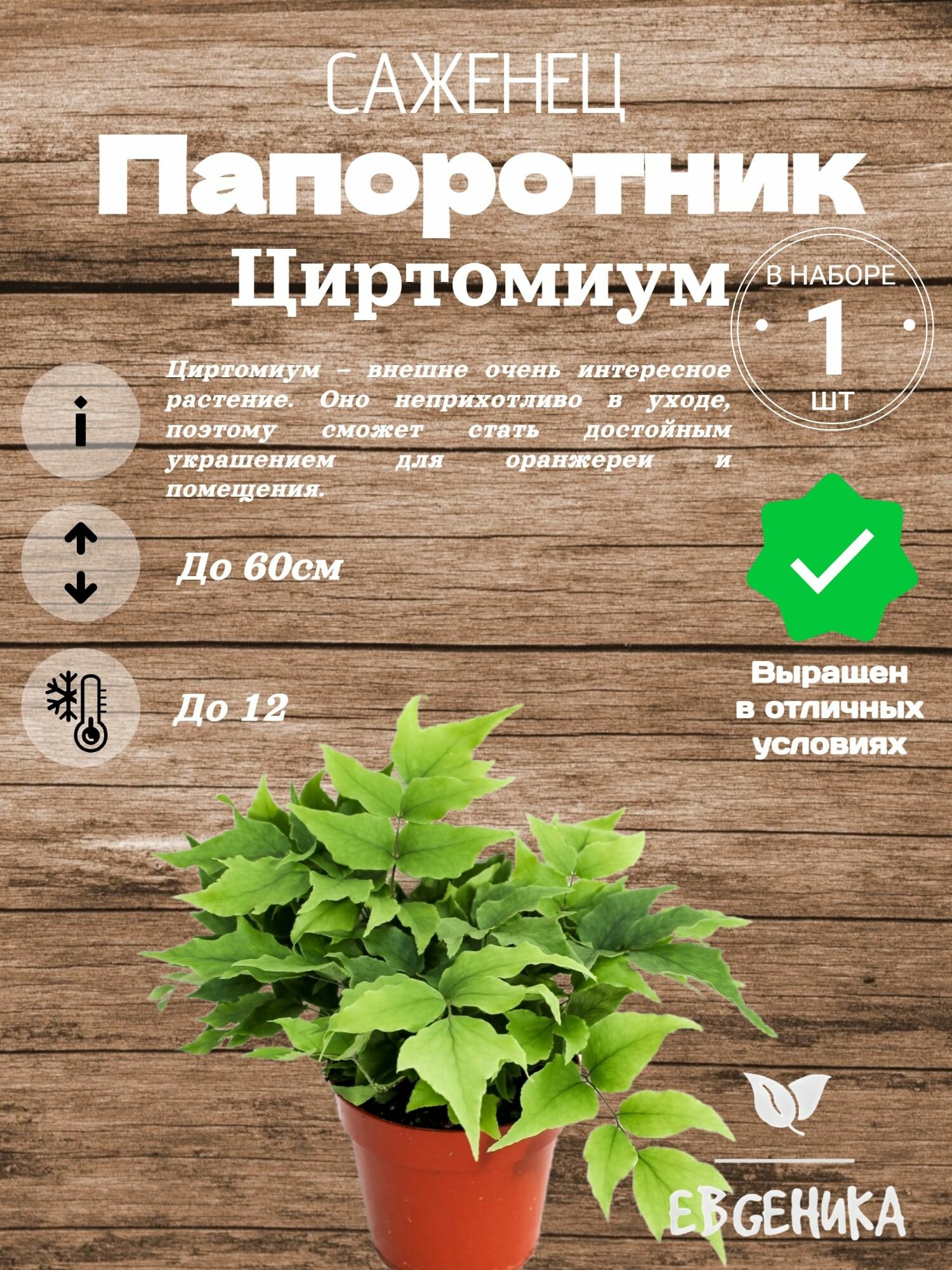 Папоротник Циртомиум
