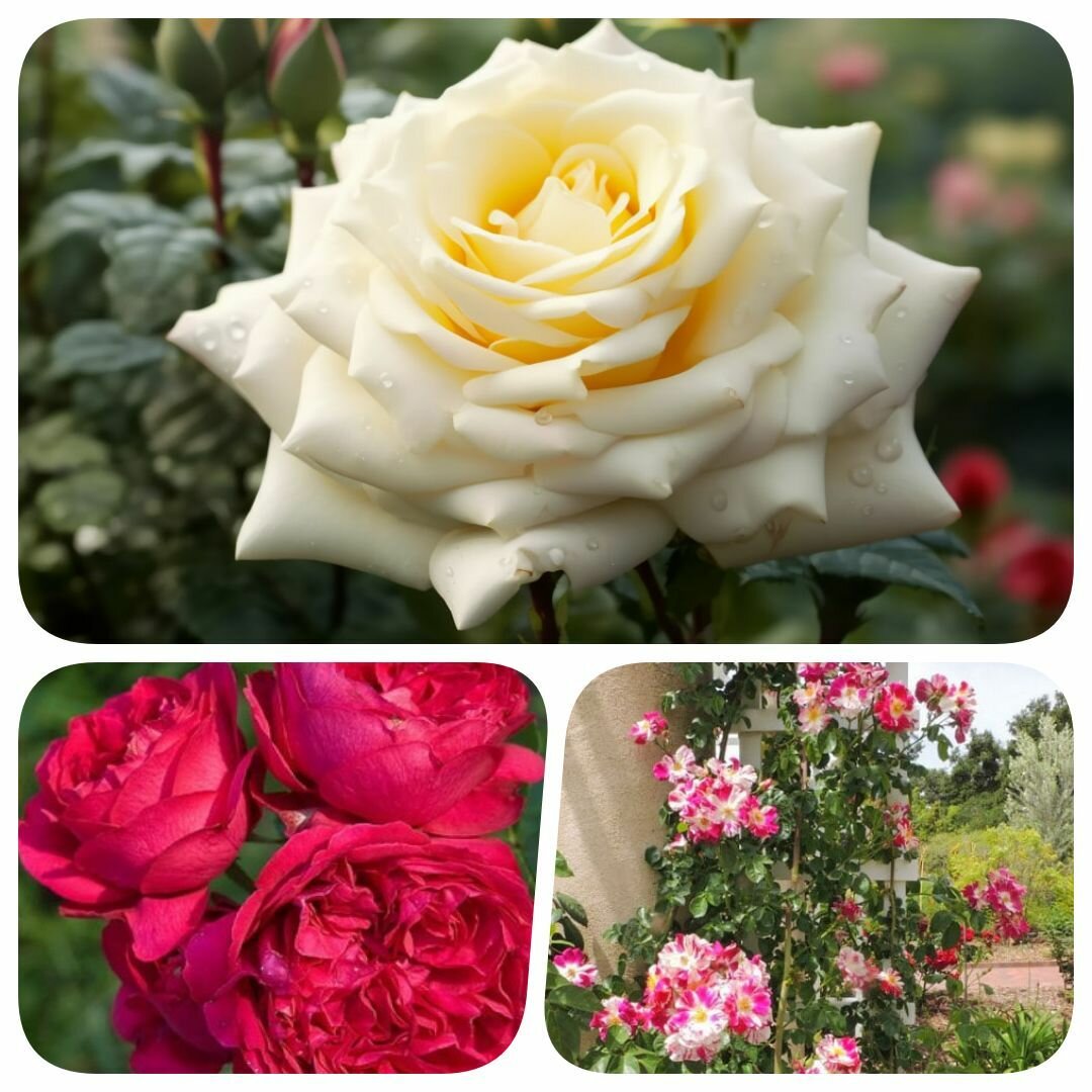 Комплект плетистых роз Твист 3 шт