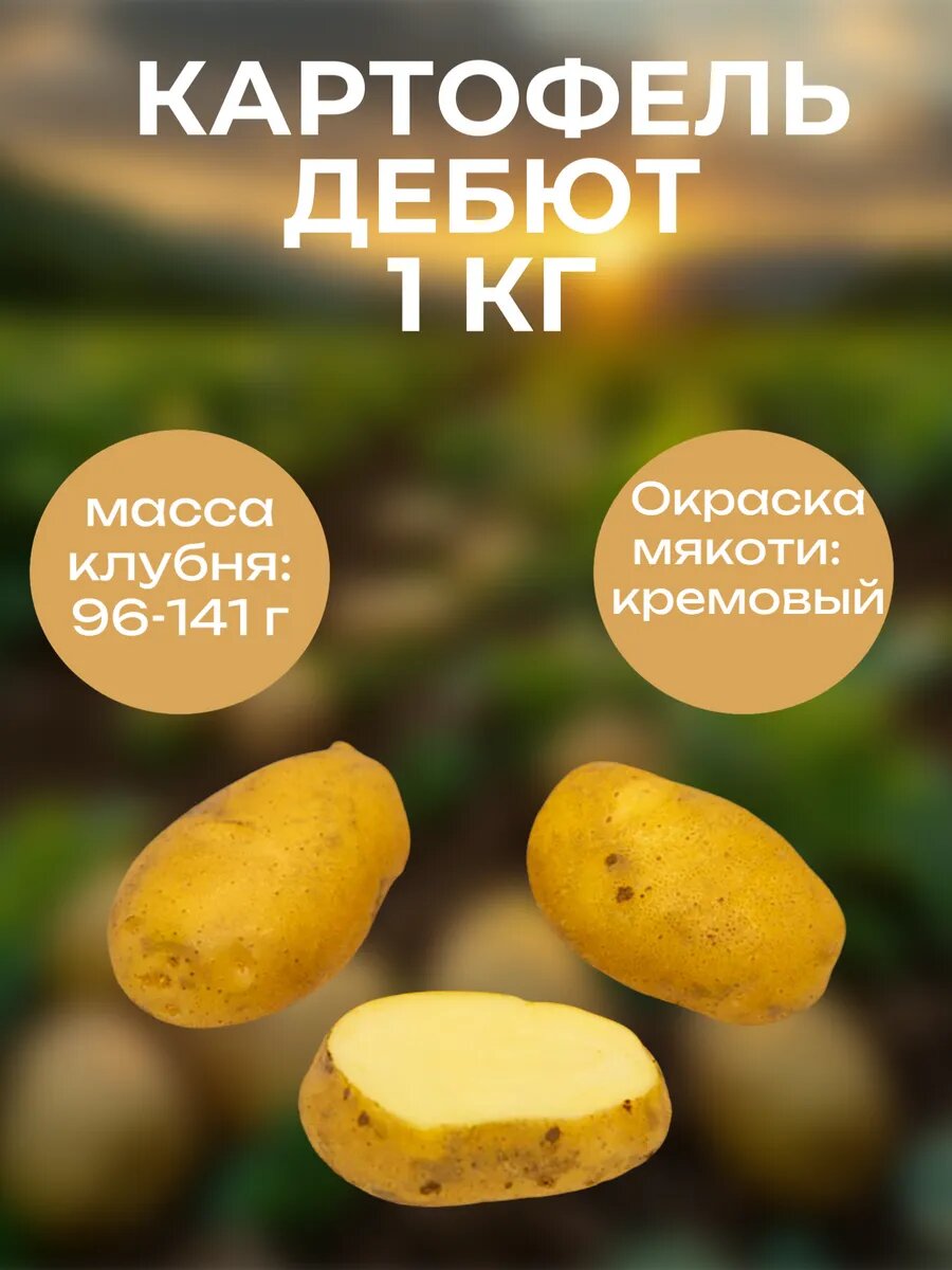 Картофель семенной Дебют, 1 кг