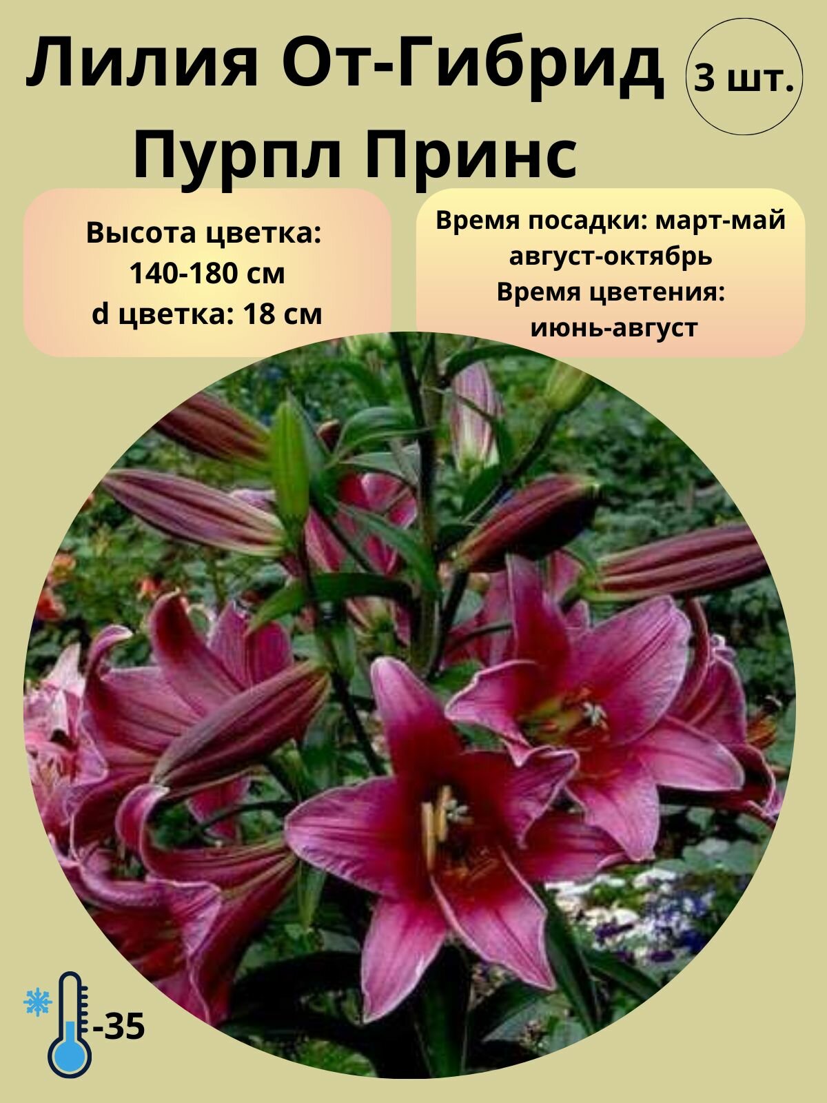 Луковицы Лилии ОТ-гибрид, 3 шт