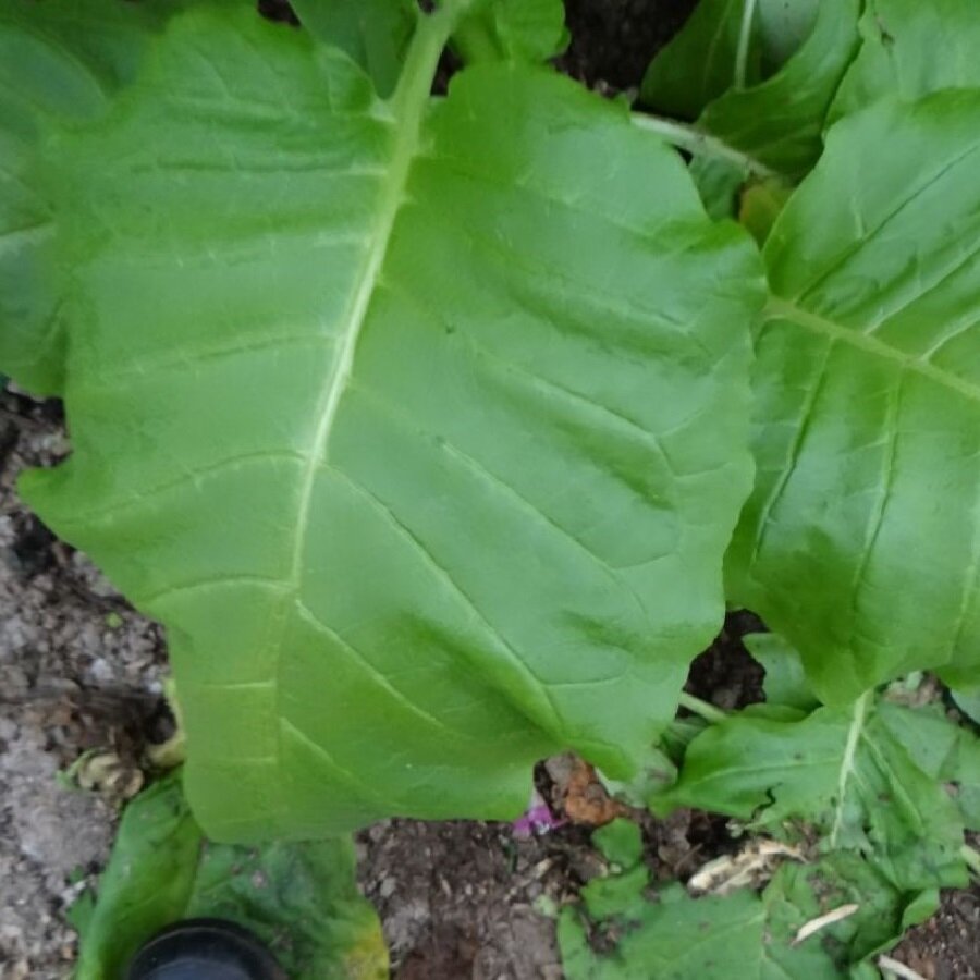 Семена Deodar SEEDS COMPANY Табак Basma Barfa 300 шт.