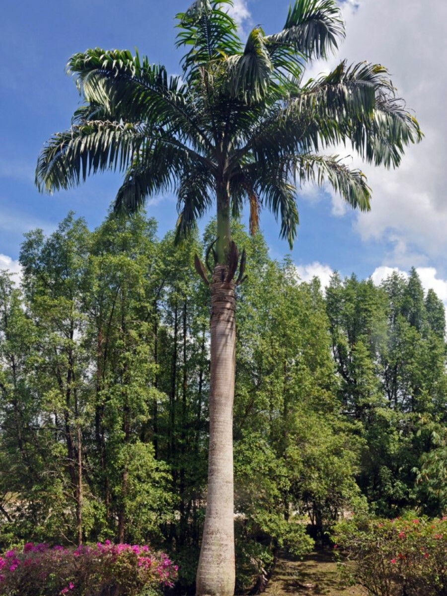Семена Ройстоунея королевская (Roystonea regia), 3 штуки семян