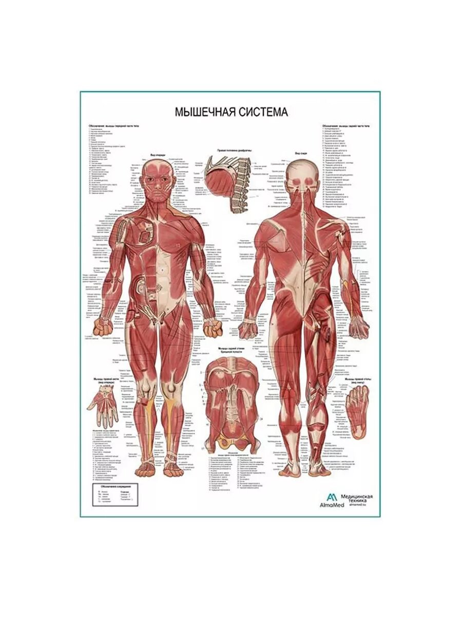 Мышечная система человека, плакат, глянцевая фотобумага от 200 г/кв. м, размер A2+