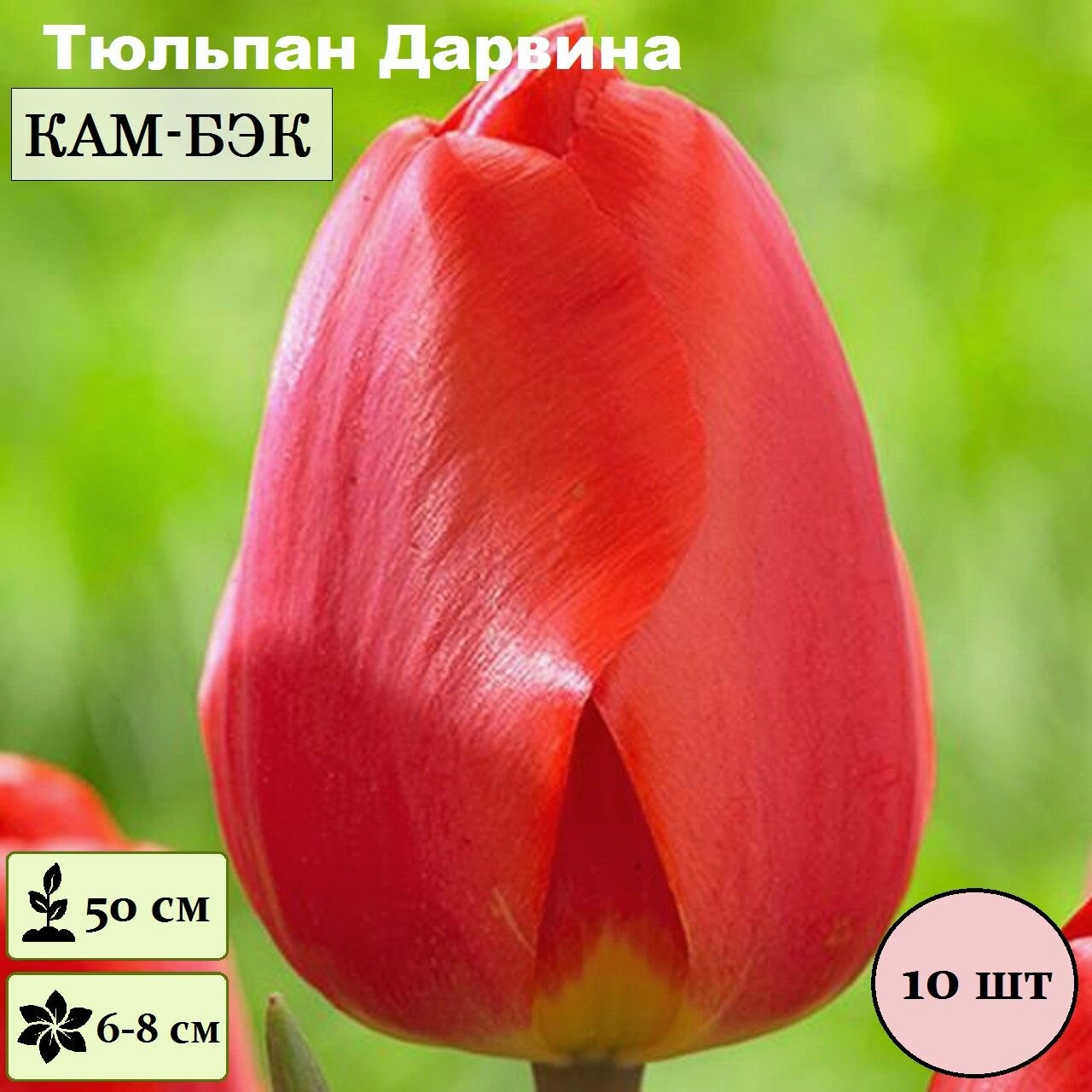 Луковицы Тюльпан Дарвина Кам-Бэк / в упаковке 10 шт