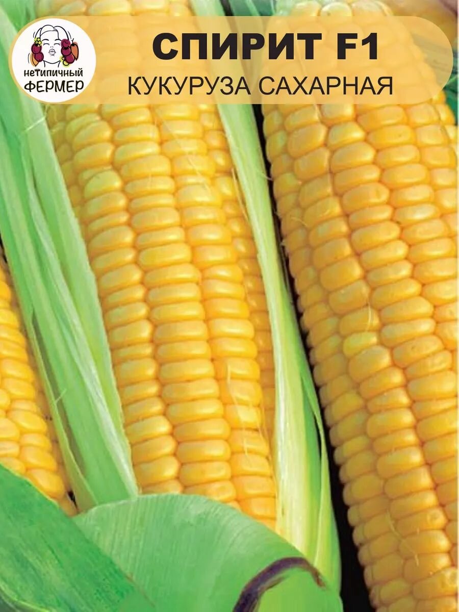Семена кукурузы "Спирит" Нетипичный фермер, однолетние, раннеспелые, для заморозки и консервирования