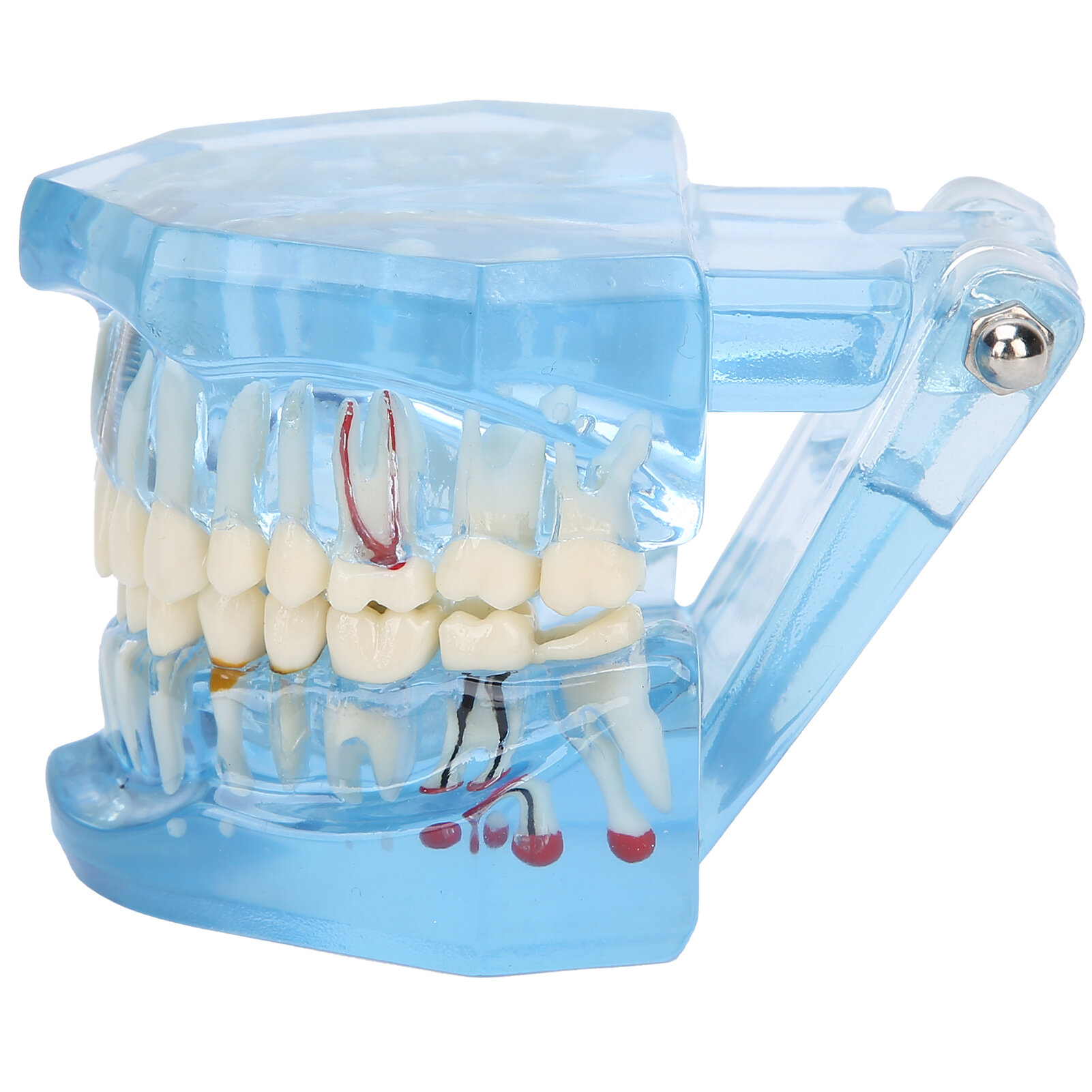 Модель зубов, акриловая, синяя, прозрачная, обучающая, демонстрационная, имитация зубов, модель