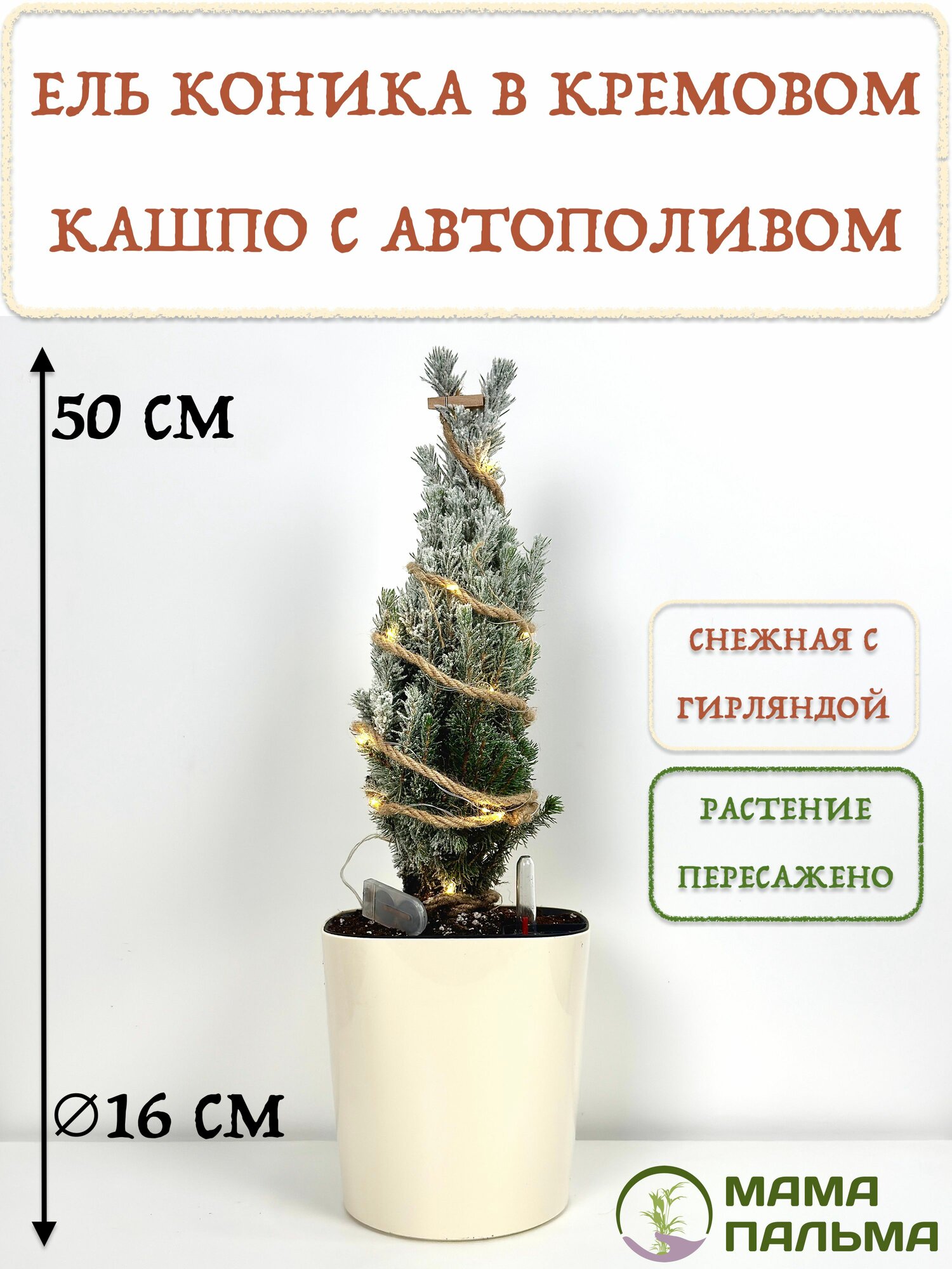 Ель живая Коника снежная с гирляндой в кашпо с автополивом высота 50 см кремовое D16