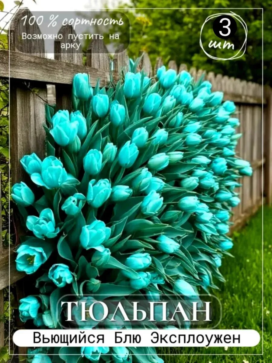 Тюльпан вьющийся Блю эксплоужен