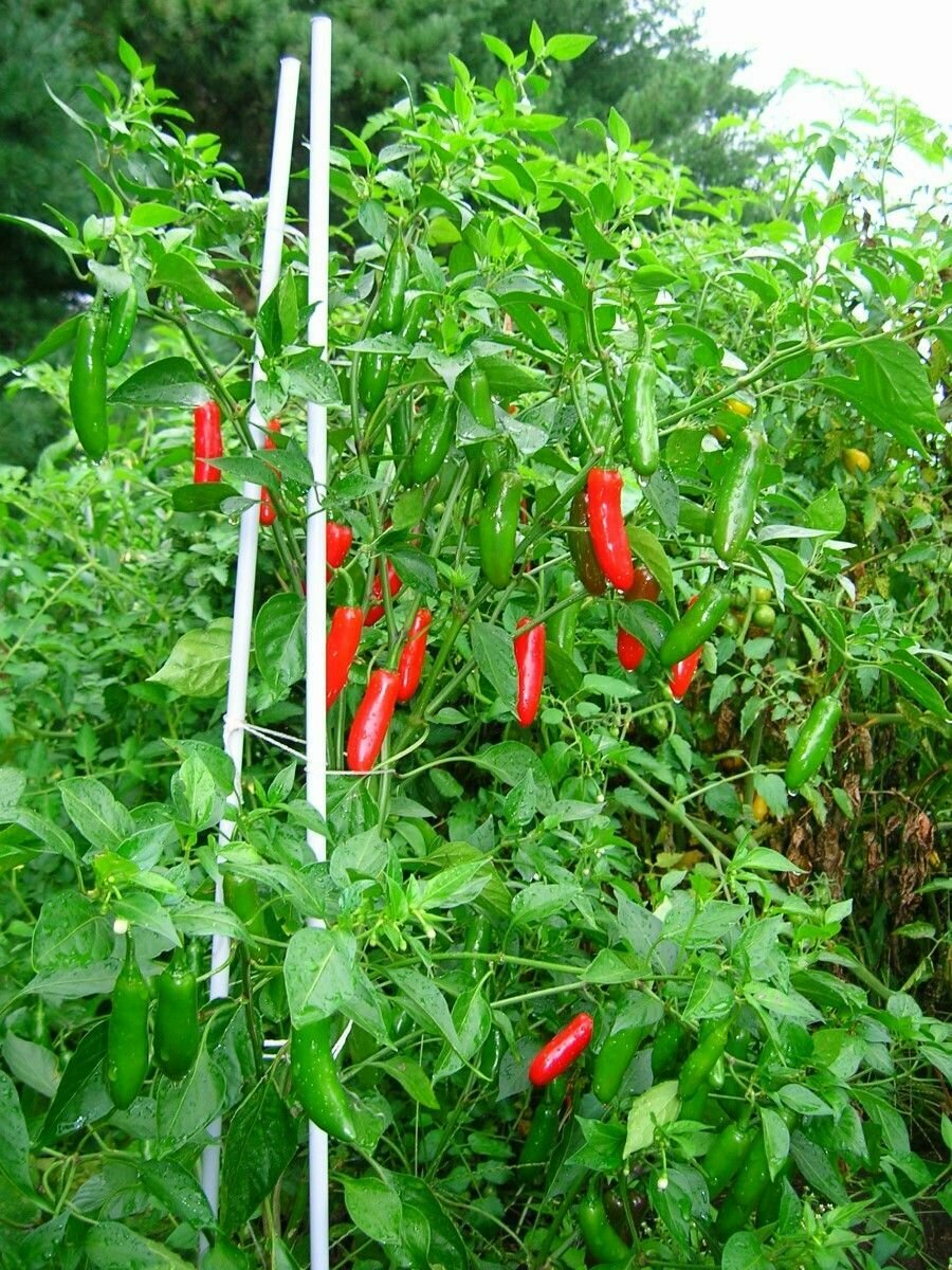 Острый перец Serrano красный семена 5 штук