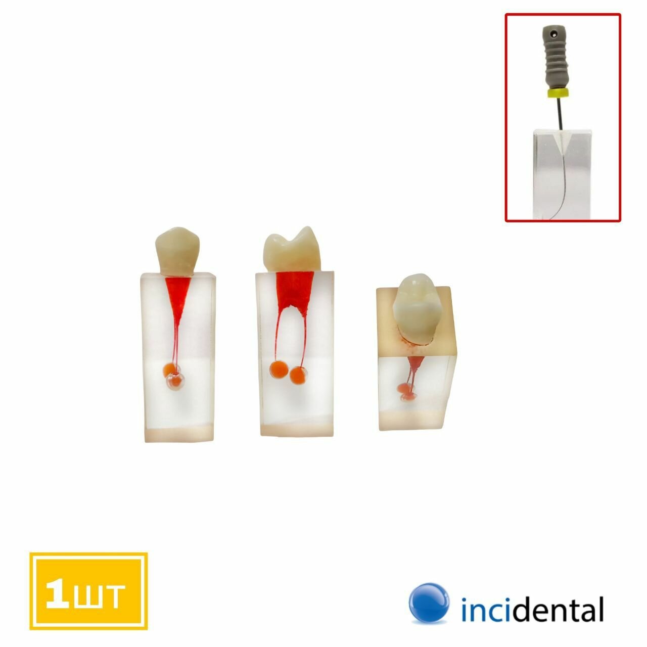 Эндоблок Incidental Дентальный канал с коронковой частью, ( 1 шт премоляр, два канала окрашен, в области апекса ) N5/21 Прозрачные блоки для обучения и закрепления эндодонтических навыков .