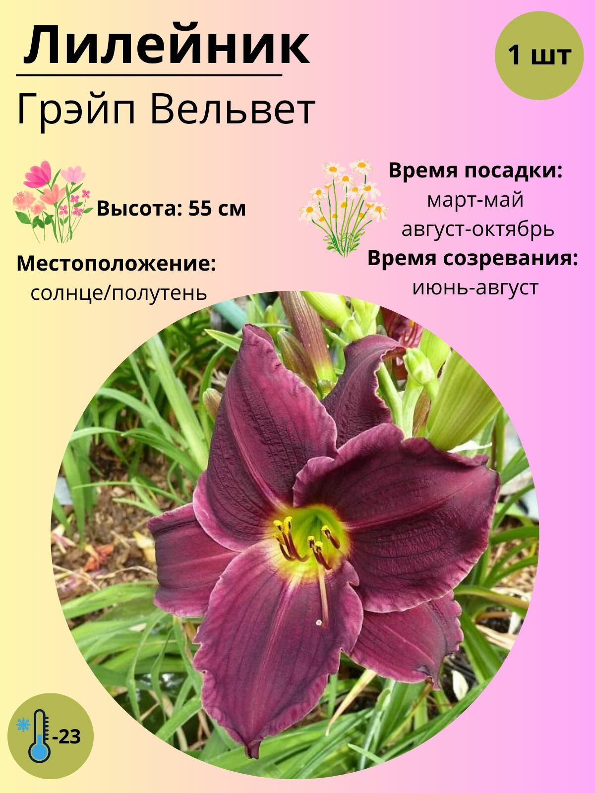 Лилейник Грэйп Вельвет, многолетние цветы