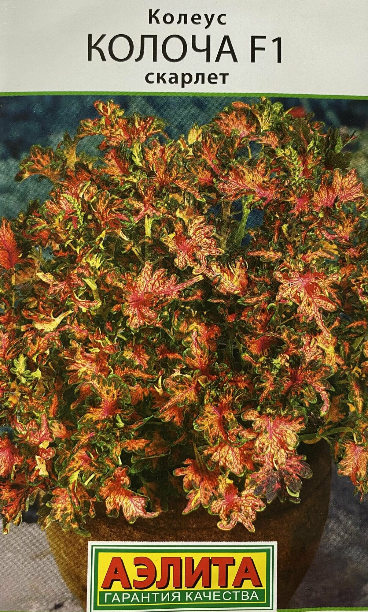 Семена Колеус Колоча F1 Роуз 5шт Мн 50см (Аэлита)