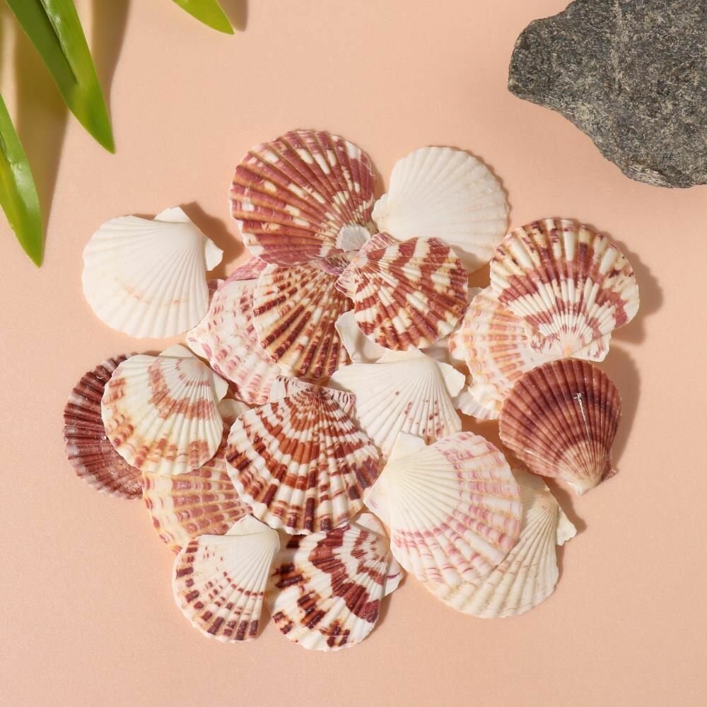 Ракушки природные декоративные "Гребешок" набор 100 гр