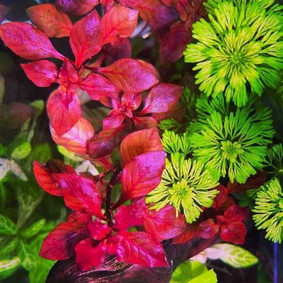 Людвигия Супер Красная мини - Ludwigia Super Red mini (3 ветки). Живое аквариумное растение