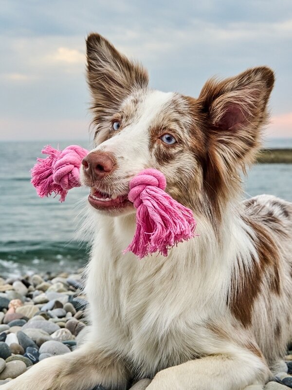 Игрушка для собак Japan Premium Pet, канат веревка Dental для ухода за зубами с ароматом клубники, размер S