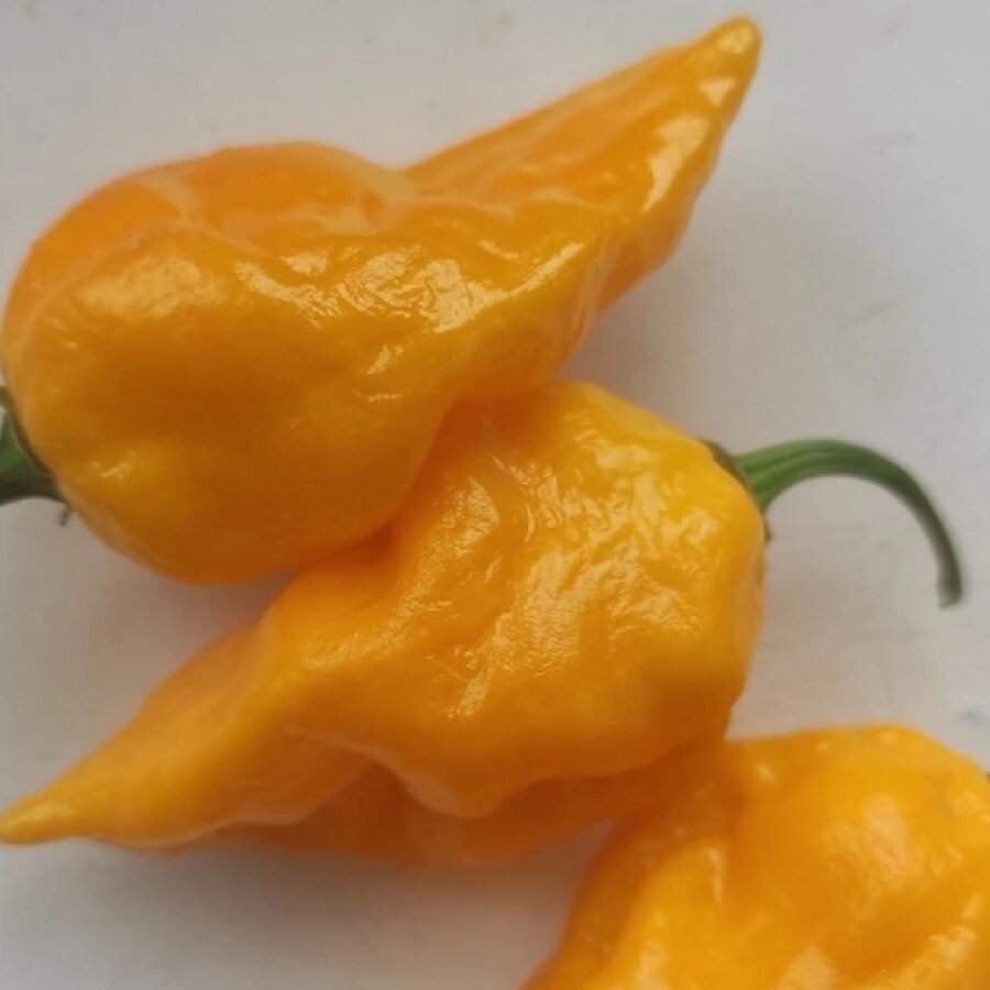 Семена Деодар Перец острый Bhut Jolokia Yellow 5 шт.