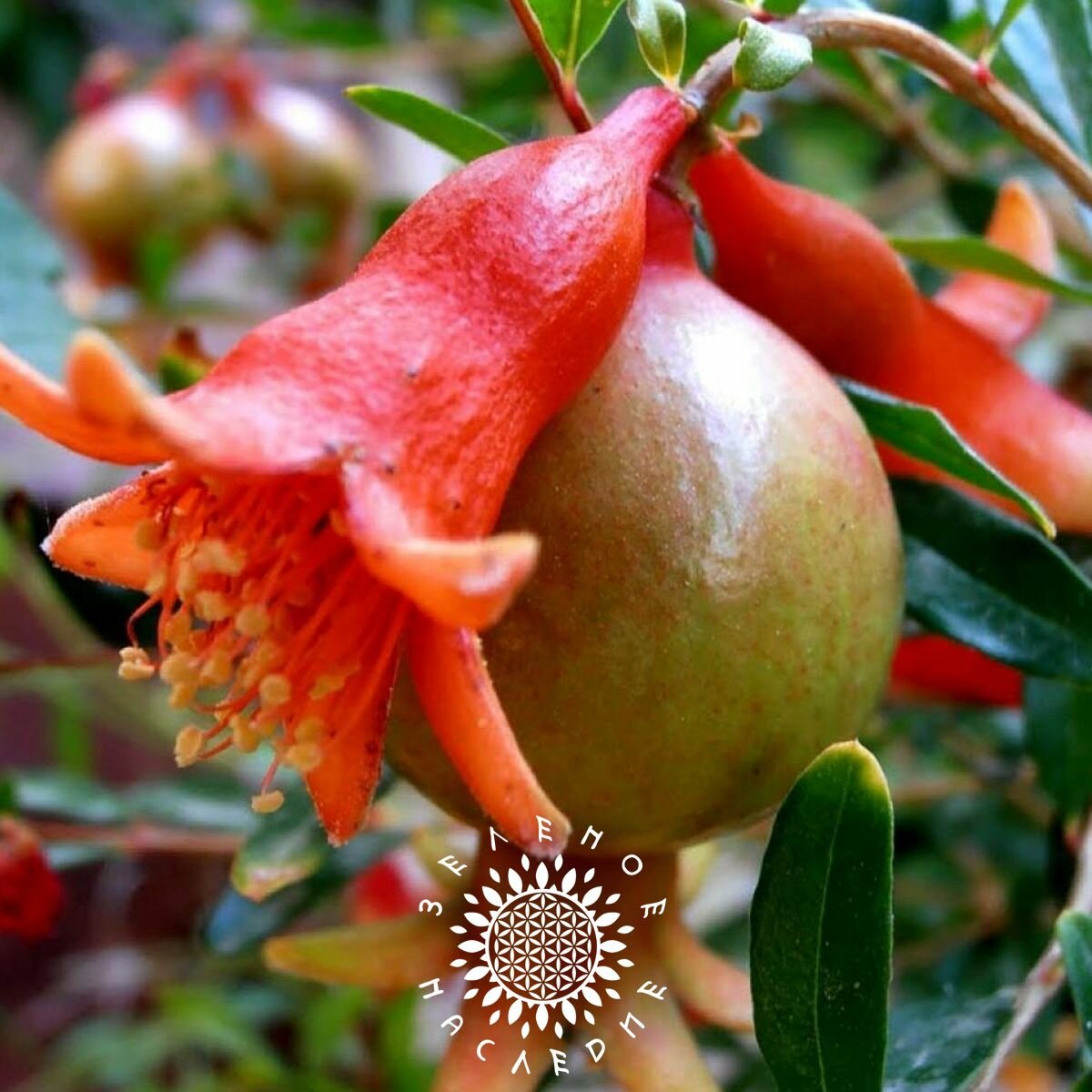 Семена Гранат - Гранатовое дерево (лат. Punica granatum) 25шт от Green Legacy