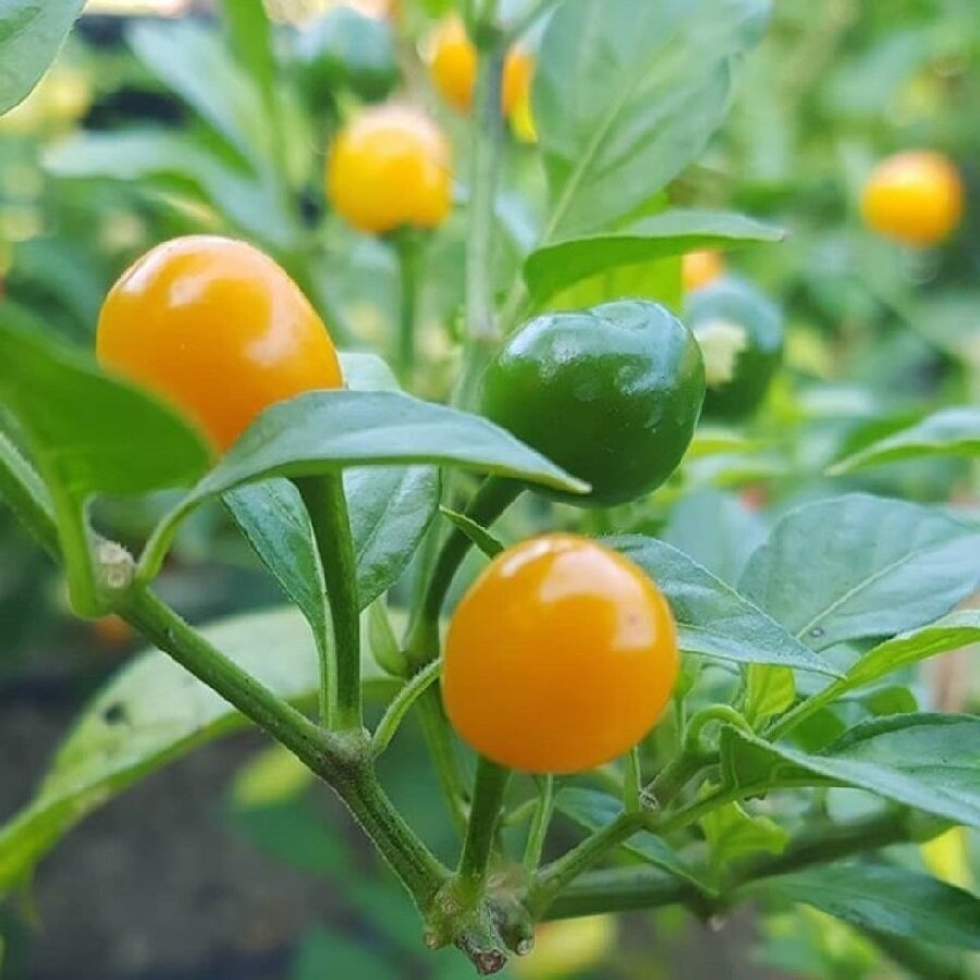 Семена Deodar SEEDS COMPANY Перец острый Quintisho yellow 5 шт.