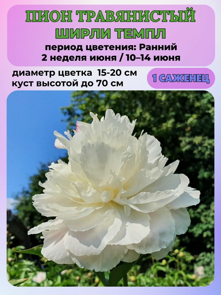 Пион травянистый Ширли Темпл, корень 1 штука