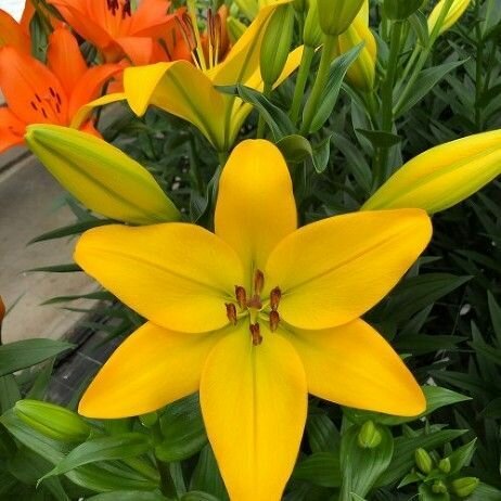 Лилия Кавалия Занлакав 1 шт.