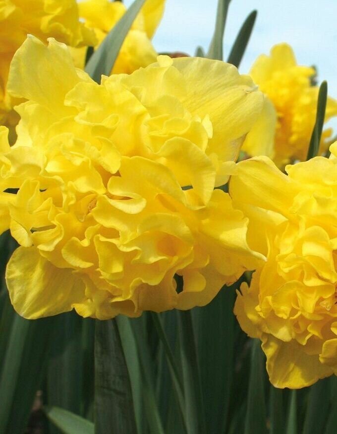 Нарцисс Флаер 8 шт