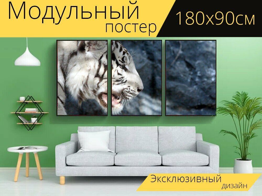 Модульный постер "Бенгальский тигр, белый тигр, индийский тигр" 180 x 90 см. для интерьера